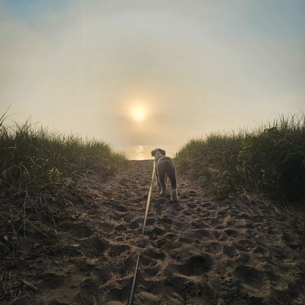 Erie, PA Summer Guide: 5 Must-Dos When Traveling with Your Dog - VisitErie