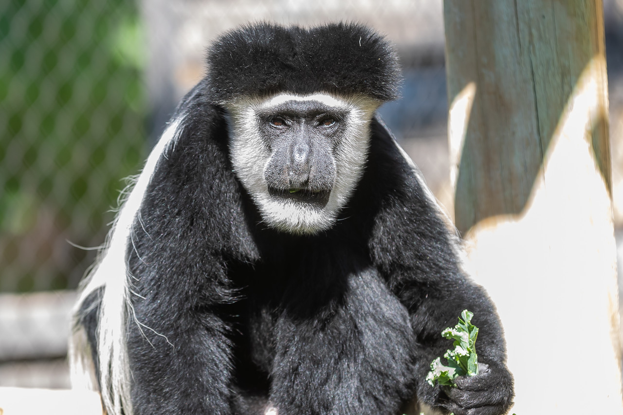 Erie Zoo Wedding The Best Petting Zoos For Hire In Erie, PA | GigSalad